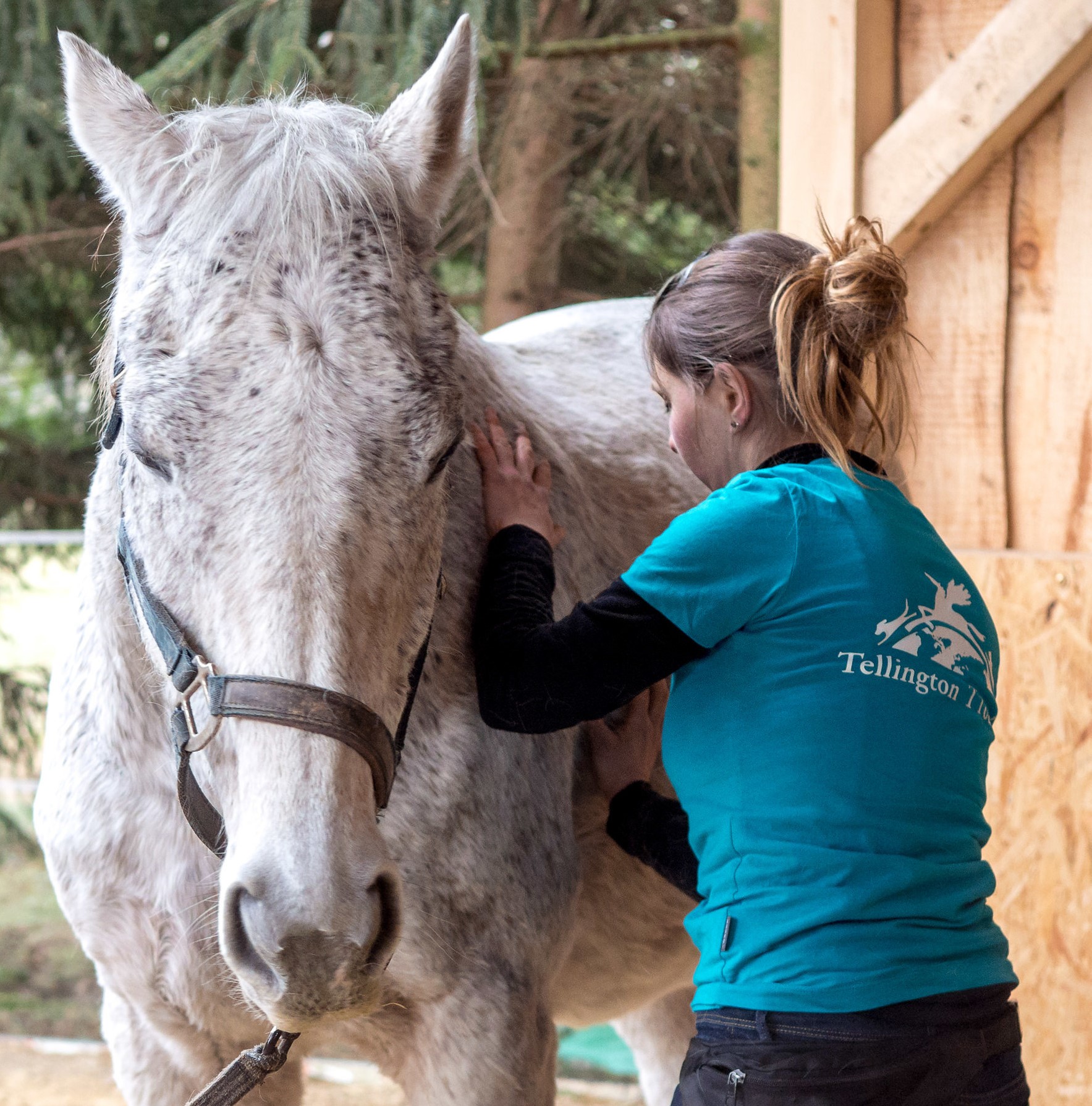 Tellington TTouch ® Methode - koerperarbeit-pferd