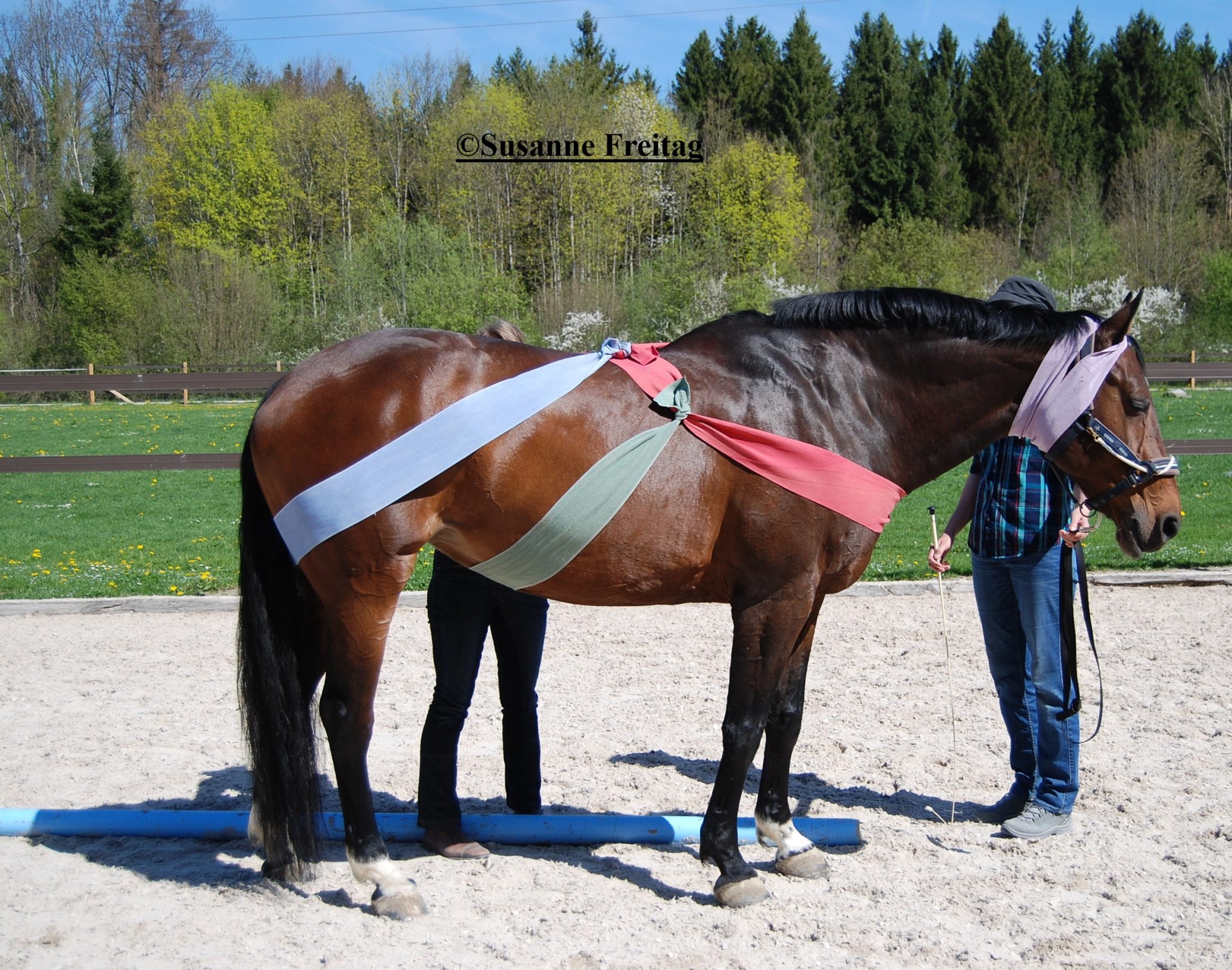 Tellington TTouch ® Methode - koerperarbeit-pferd